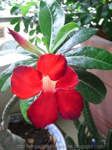 Singapore Plants Lover: Red Adenium